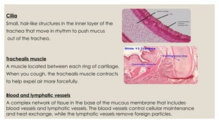 anat trachea 2 (1).pptx dipali pdf new .. | PPTX
