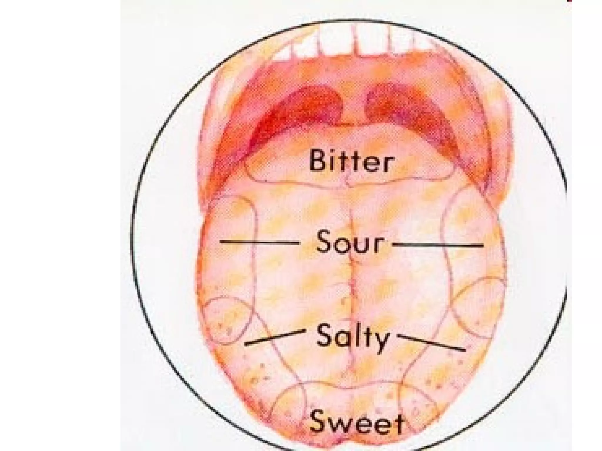 Anat unit 2 taste touch smell notes | PPT