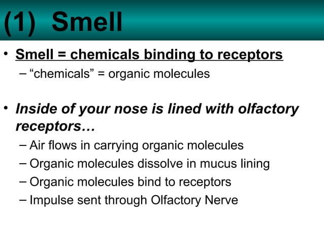 Anat unit 2 taste touch smell notes | PPT