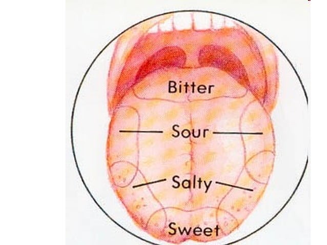 Anat unit 2 taste touch smell notes | PPT