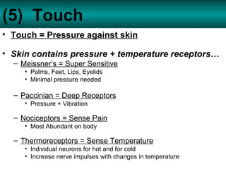 Anat unit 2 taste touch smell notes | PPT