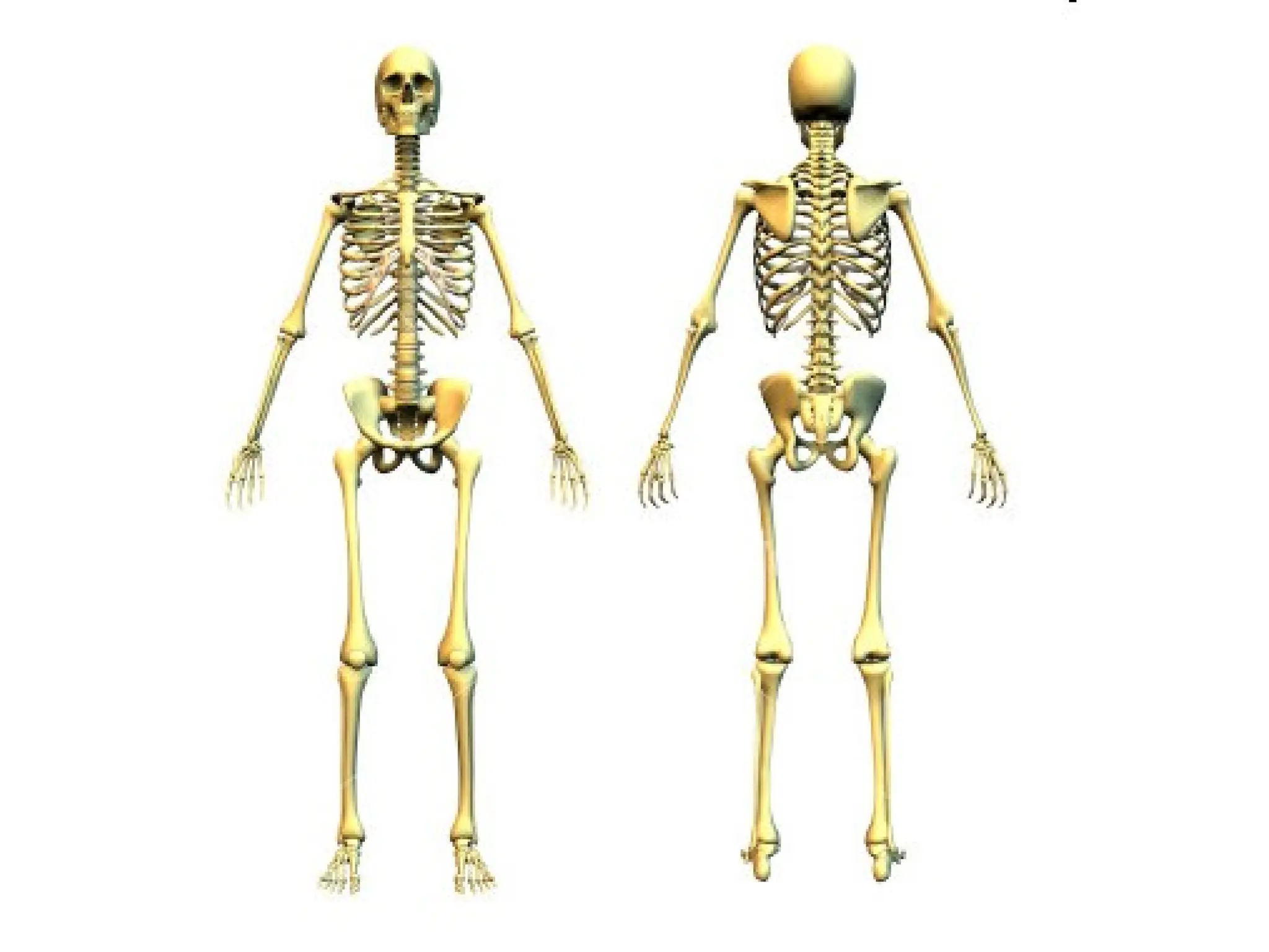 ANAT_unit 4_bone growth and development notes.ppt