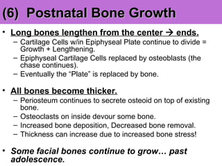 ANAT_unit 4_bone growth and development notes.ppt