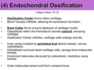 ANAT_unit 4_bone growth and development notes.ppt