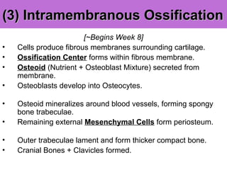 ANAT_unit 4_bone growth and development notes.ppt