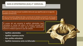 ANAT_VERTEBRAS CERVICALES_2022.pptx