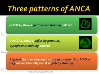 ANCA Anti-neutrophil cytoplasmic antibodies (ANCAs) | PPTX