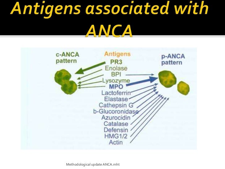 ANCA Anti-neutrophil cytoplasmic antibodies (ANCAs)