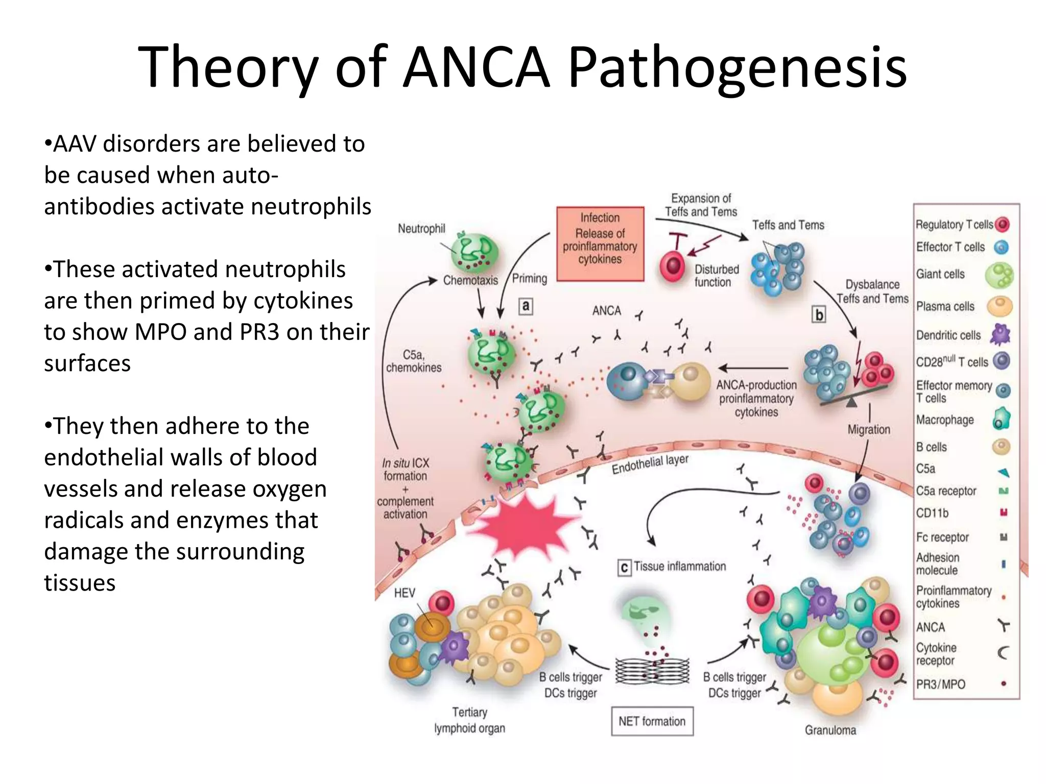 Genetically Distinct differences of ANCA-Associated Vasculitis Disorders | PPTX