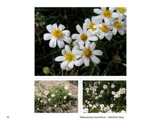 Ancala Entry Book | PDF