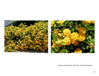 Ancala Entry Book | PDF