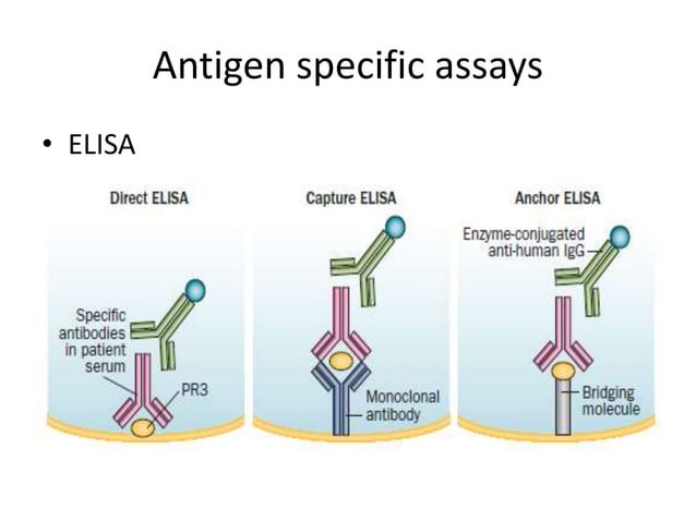 Anca testing in small vessel vasculitis | PPT