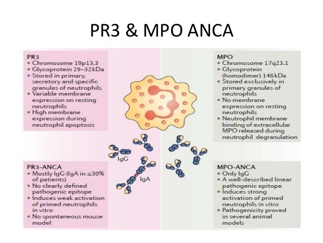 Anca testing in small vessel vasculitis