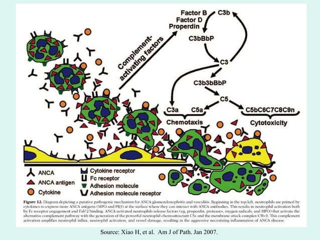 Pulse vs. Daily Oral Cyclophosphamide for Induction of Remission in ...