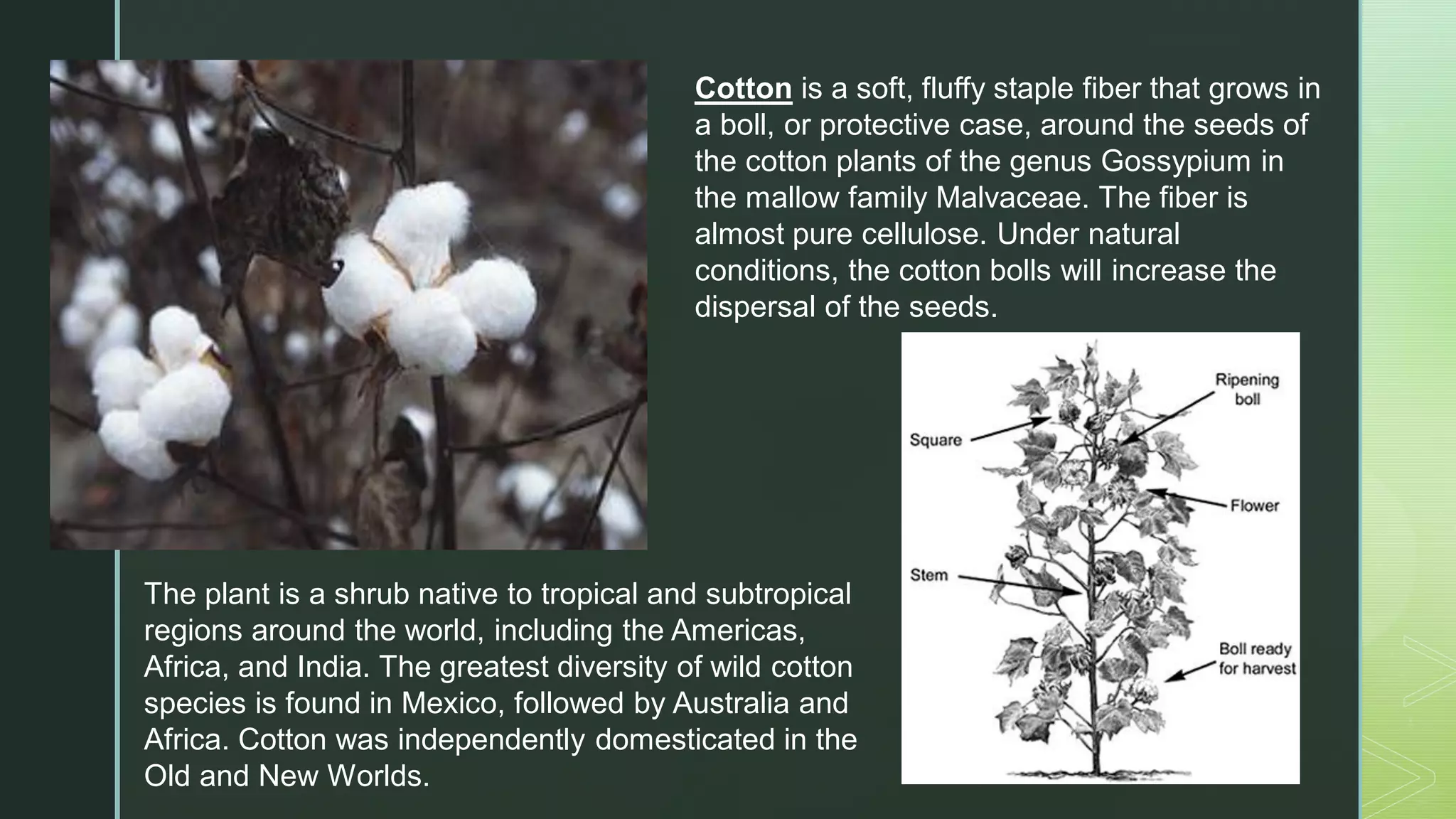 Cotton - Natural Fiber | PDF