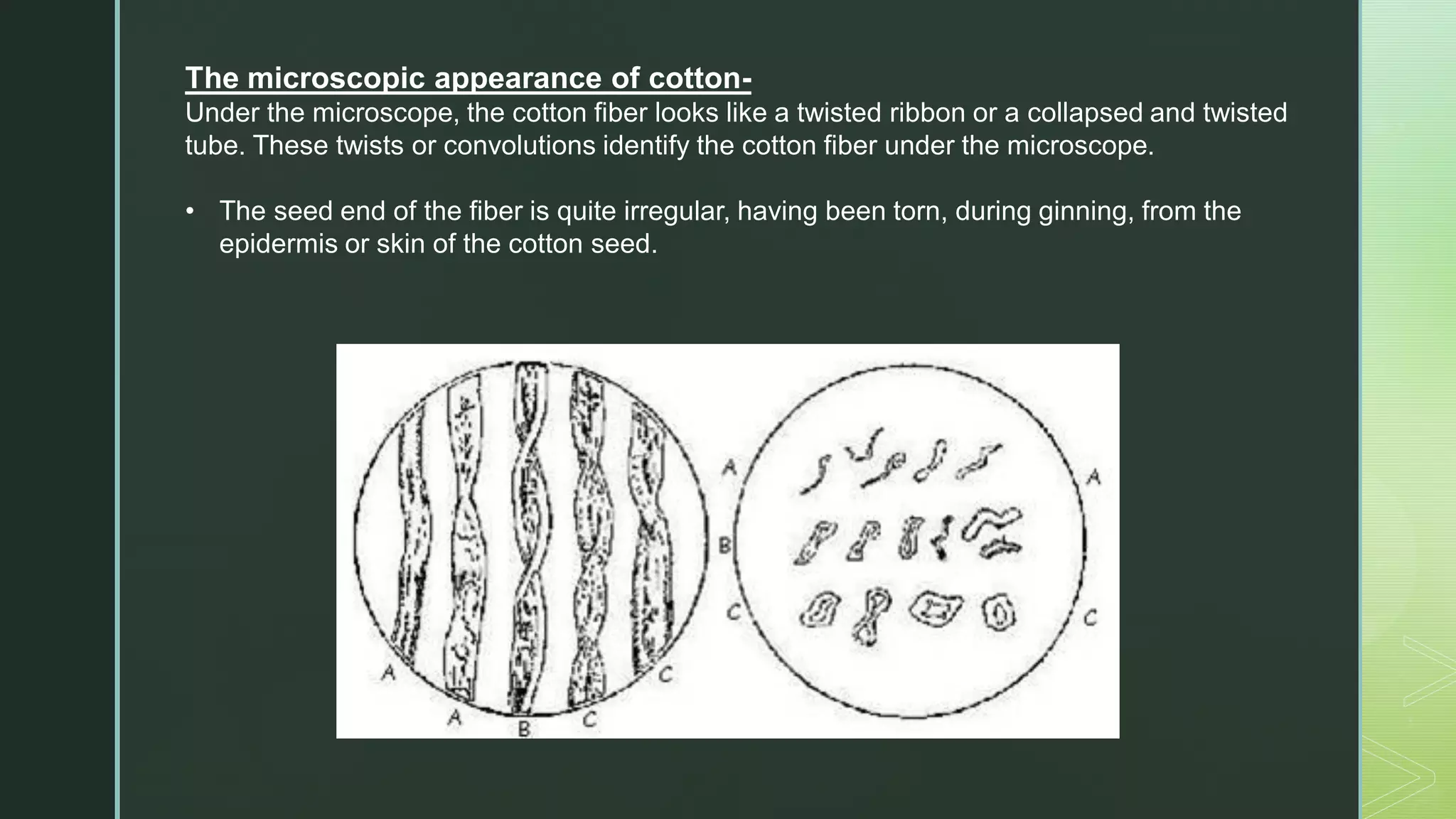 Cotton - Natural Fiber | PDF