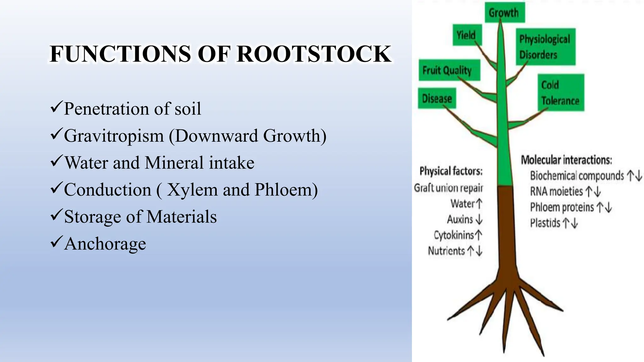 ANCHAL SHARMA.pptx ROOTSTOCK INFLUENCE ON FRUIT CROPS | PPTX