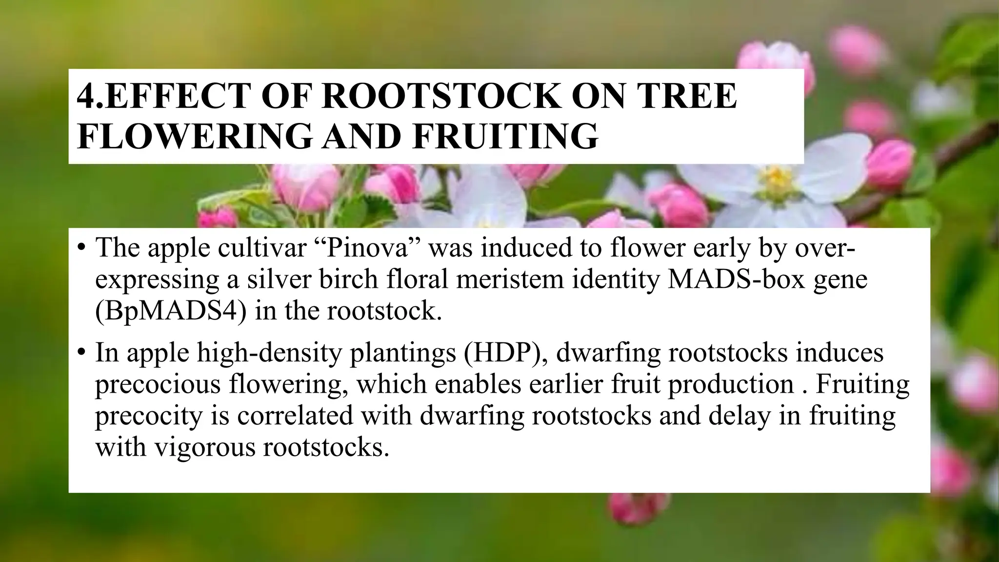 ANCHAL SHARMA.pptx ROOTSTOCK INFLUENCE ON FRUIT CROPS | PPTX