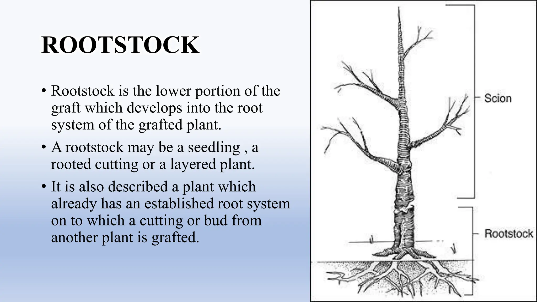 ANCHAL SHARMA.pptx ROOTSTOCK INFLUENCE ON FRUIT CROPS | PPTX