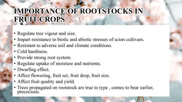 ANCHAL SHARMA.pptx ROOTSTOCK INFLUENCE ON FRUIT CROPS | PPT