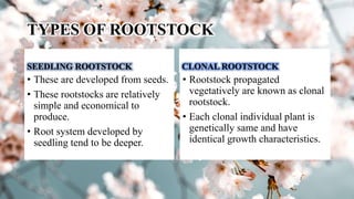 ANCHAL SHARMA.pptx ROOTSTOCK INFLUENCE ON FRUIT CROPS | PPTX ...