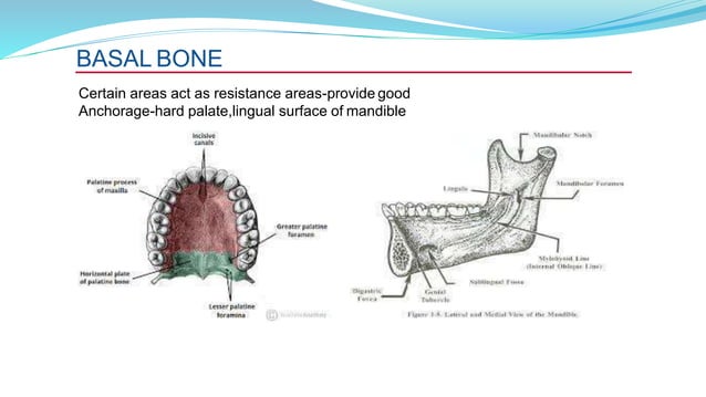 Anchorage in orthodontics | PPTX