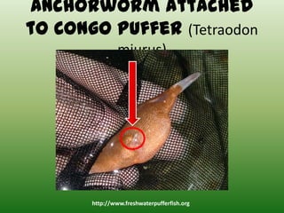 How to Treat a Freshwater Puffer for Anchorworms | PPTX