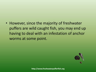How to Treat a Freshwater Puffer for Anchorworms | PPTX