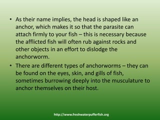 How to Treat a Freshwater Puffer for Anchorworms | PPTX