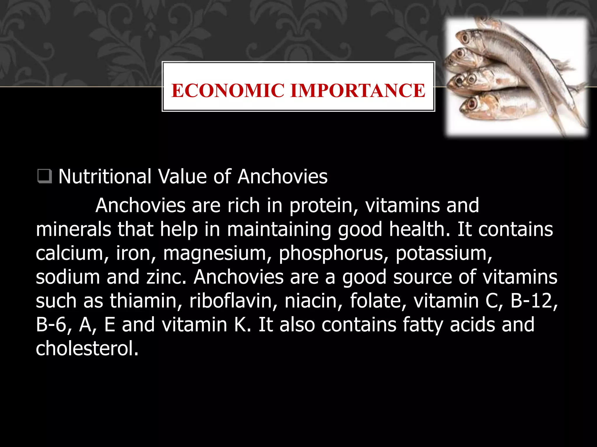 Anchovy | PPTX