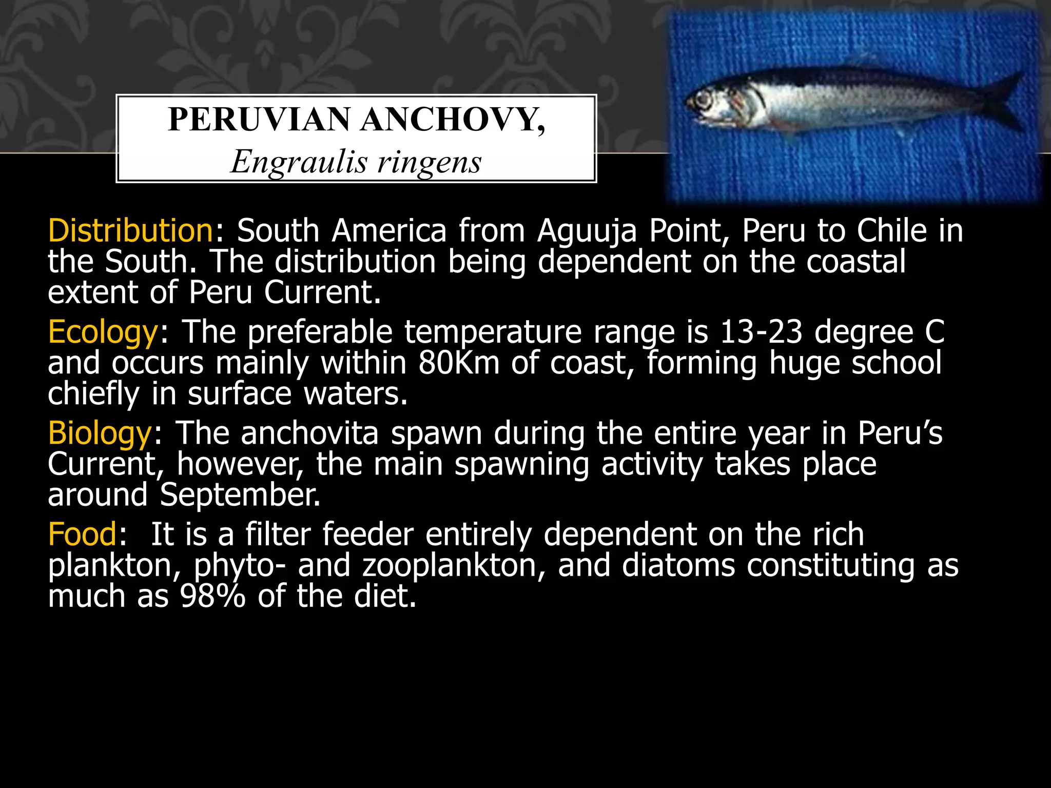 Anchovy | PPTX