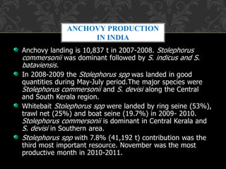 Anchovy | PPTX