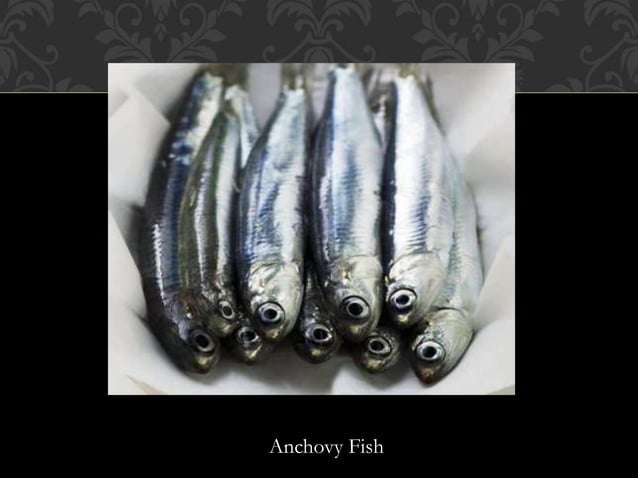 Anchovy | PPTX | Fishing Sports | Sports
