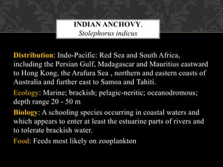 Anchovy | PPTX