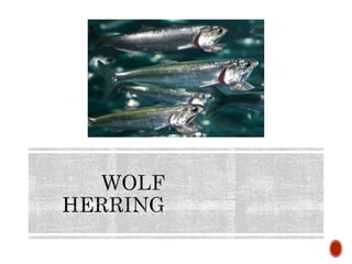 Anchovy and wolf herring | PPTX