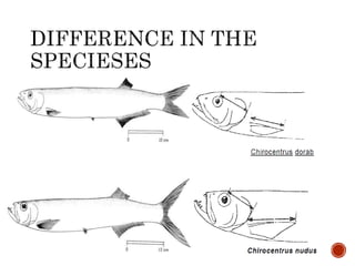 Anchovy and wolf herring | PPTX