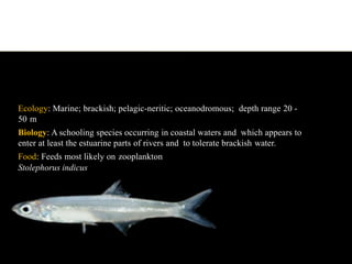 Anchovy and wolf herring | PPTX