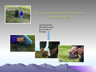 Ancient america beringia | PPT