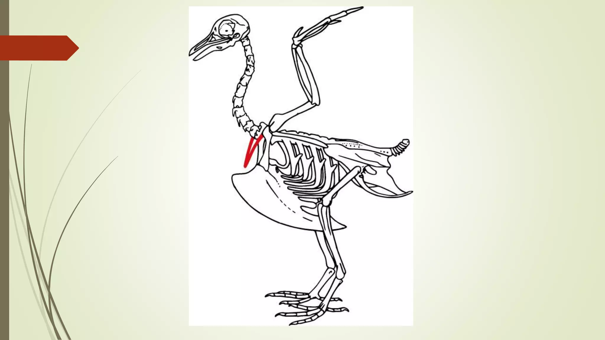 Ancient birds and the Evolution of flight by Nawal and Tahaa | PPTX
