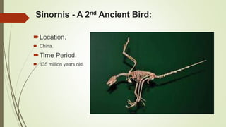 Ancient birds and the Evolution of flight by Nawal and Tahaa | PPTX