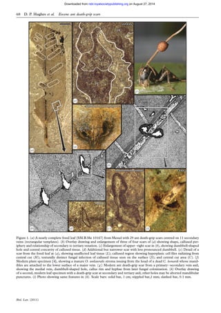Ancient death grip leaf scars reveal ant−fungal parasitism | PDF