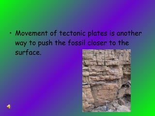Ancient fossils by group 8 | PPT