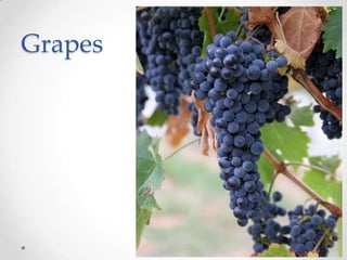 Ancient greek agriculture | PPTX