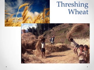 Ancient greek agriculture | PPTX