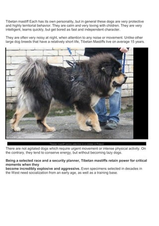 Ancient mystic or royal mastiff | PDF