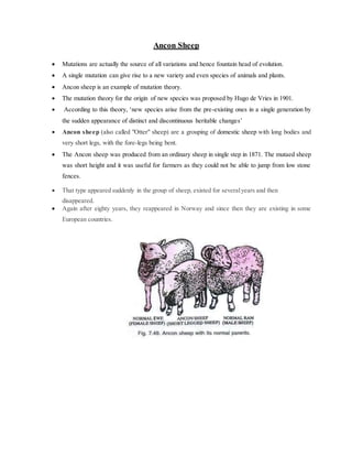 Ancon sheep | DOCX