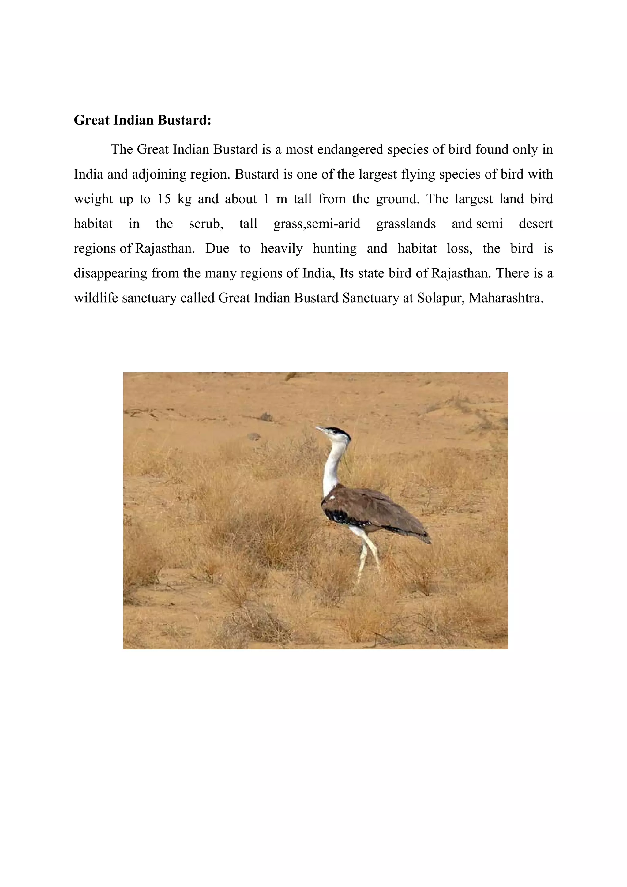 endangered birds in india | PDF
