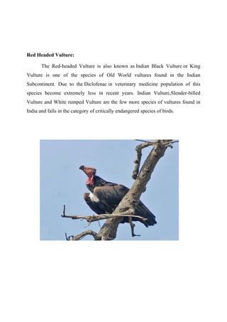 Endangered Indian Birds