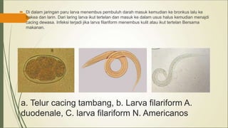 ancylostama duodenale .ppt