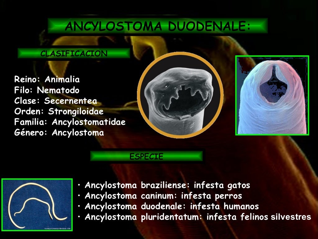 Ancylostoma